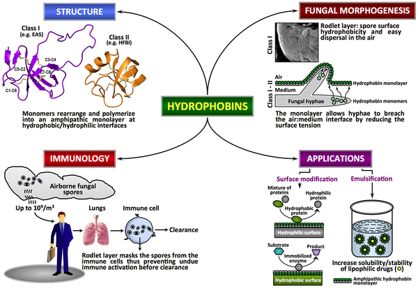 Hydrophobins- A snapshot