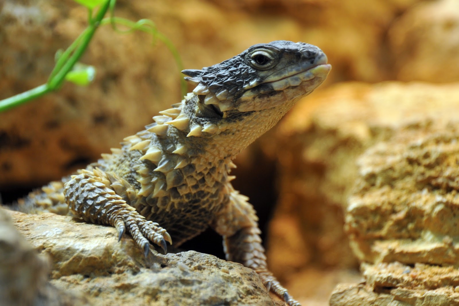 Real Monstrosities: Sungazer