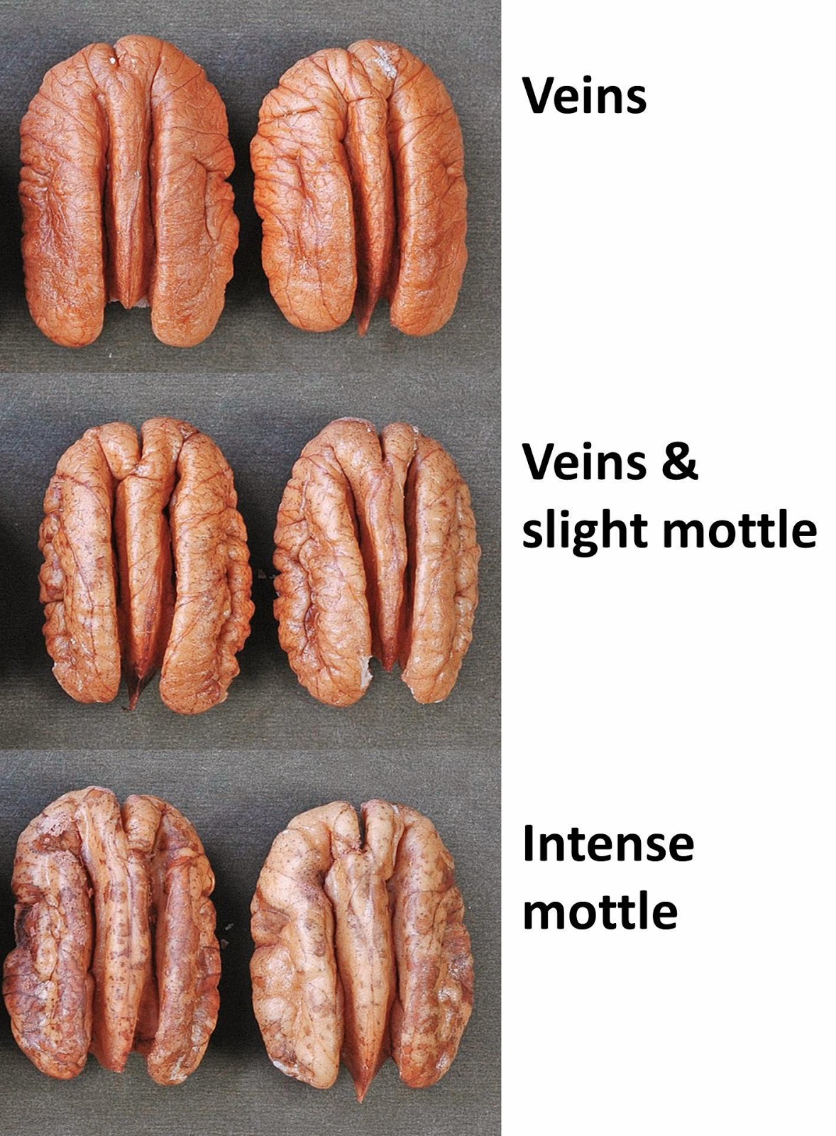 Northern Pecans: March 2014