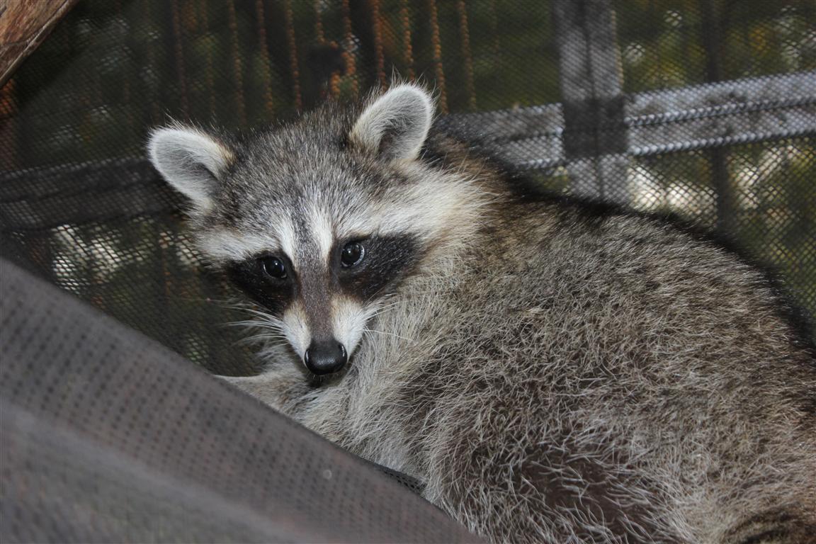 The Laughing Raccoon: Eggs, acorns and fun!