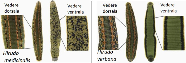 Lipitori medicinale-despre lipitoare si tratament: Anatomia lipitorii