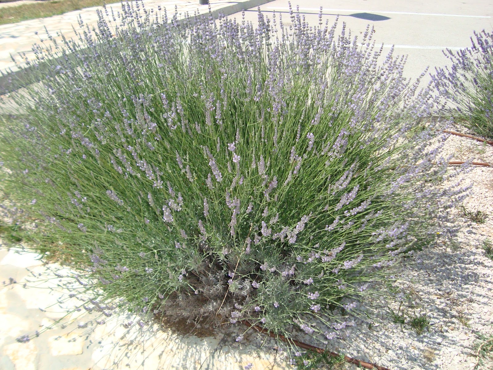 Dream of Home Tonight: Lavanda
