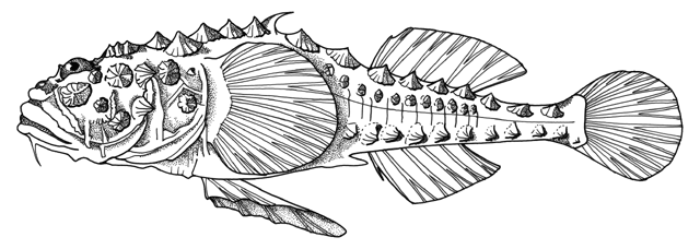 Artes de Pesca: ACTINOPTERYGII