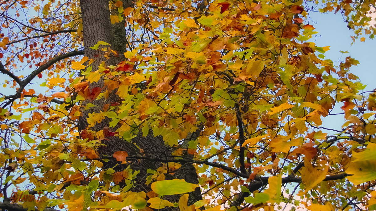 Clipe de toamna - Blogul Larisei