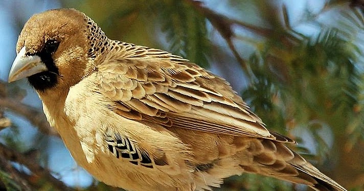 Birds of the World: Sociable weaver