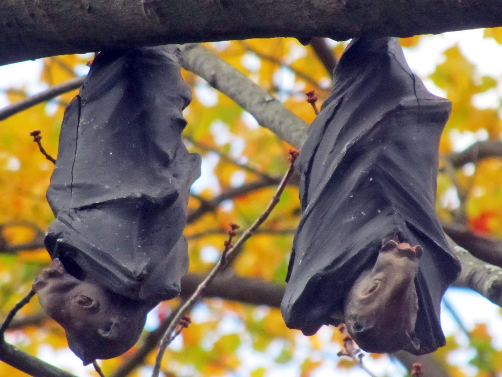 Geographically Yours: Granby, Quebec, Canada