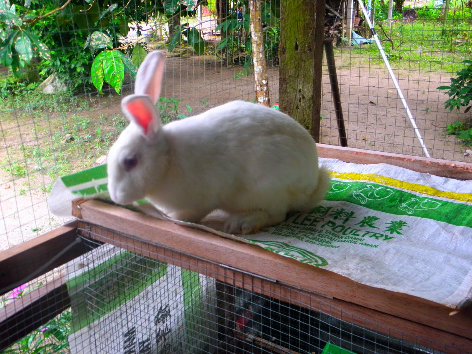 ARNAB PEDAGING: Jenis-jenis arnab yang ada kat Kg. Air Kuning Rabbit ...