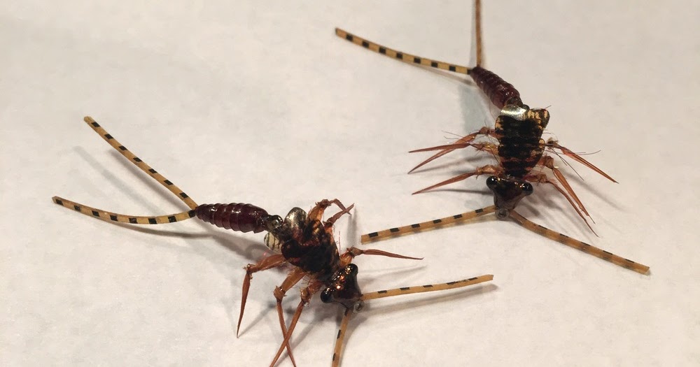 Tradd's Flies: Articulated Stonefly Nymph
