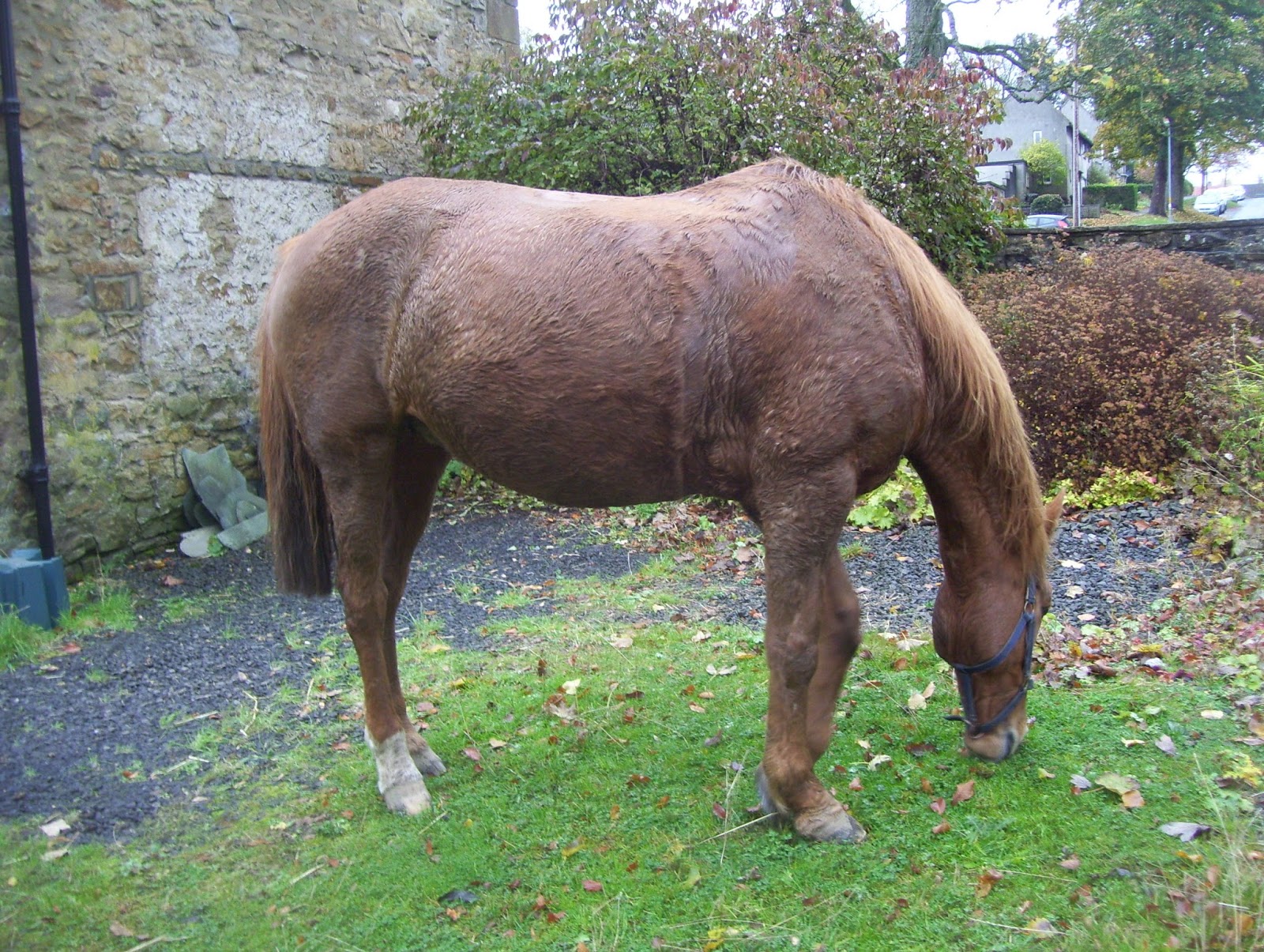 Rev Dr Susan Ramsaran: Molly comes home