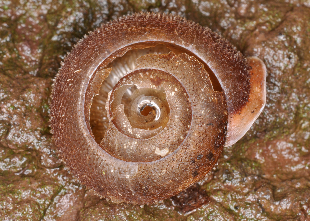 Land Snails and Slugs of Pennsylvania and New York: 2011