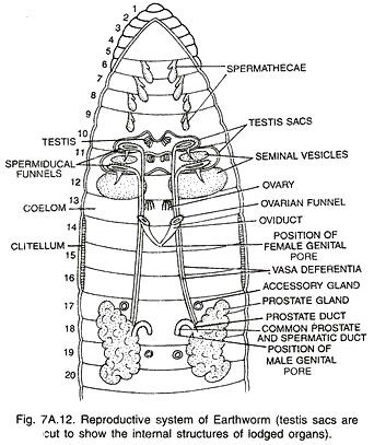 ADITYA RAJ: NERVOUS SYSTEM OF EARTHWORM