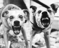 Fotografía en México: MATIZ Y EL PERRO RABIOSO