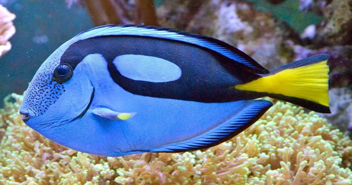 Regal Tang - Fishes World - HD Images & Free Photos