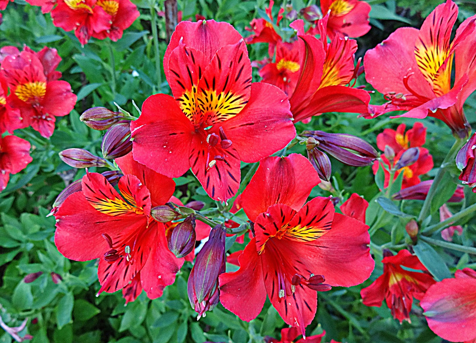 AS MINHAS MELHORES FOTOGRAFIAS: 236 - Flor de Astromélia