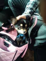 BEAUTIFUL DEFORMITY OF THE GAZETTE: [Pets] Koron Chan Adalah Anjing ...