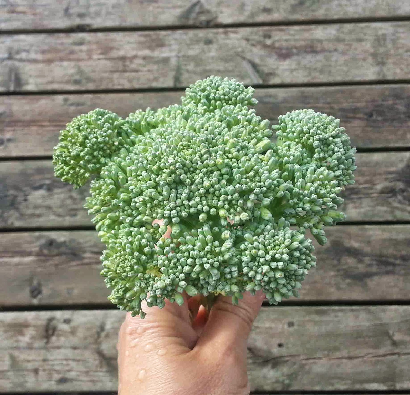 The Gardening Me: Harvest Monday - October 6, 2014