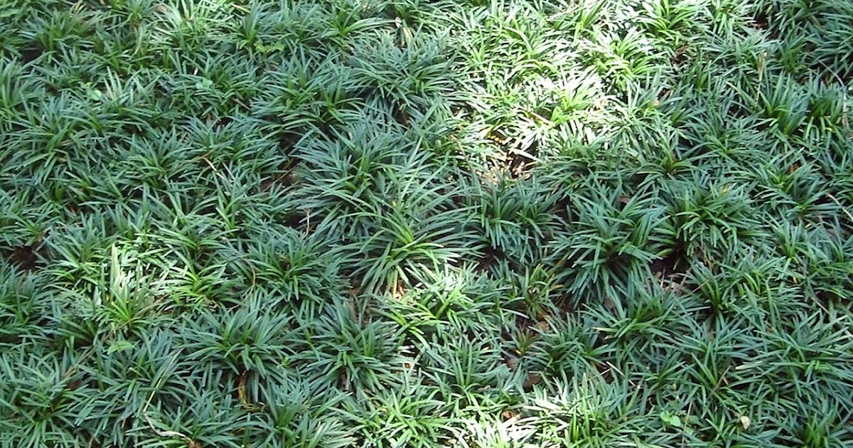 KUCAI MINI SEBAGAI PENGGANTI RUMPUT - Rumput Gajah Mini