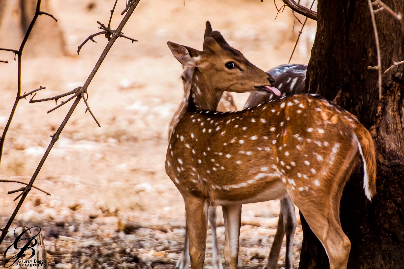 Still Earth : RAW NATURE.........EXTENDED