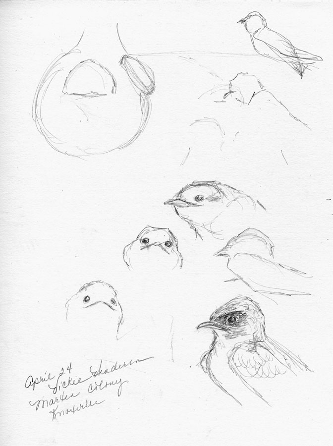 Purple Martin Drawings