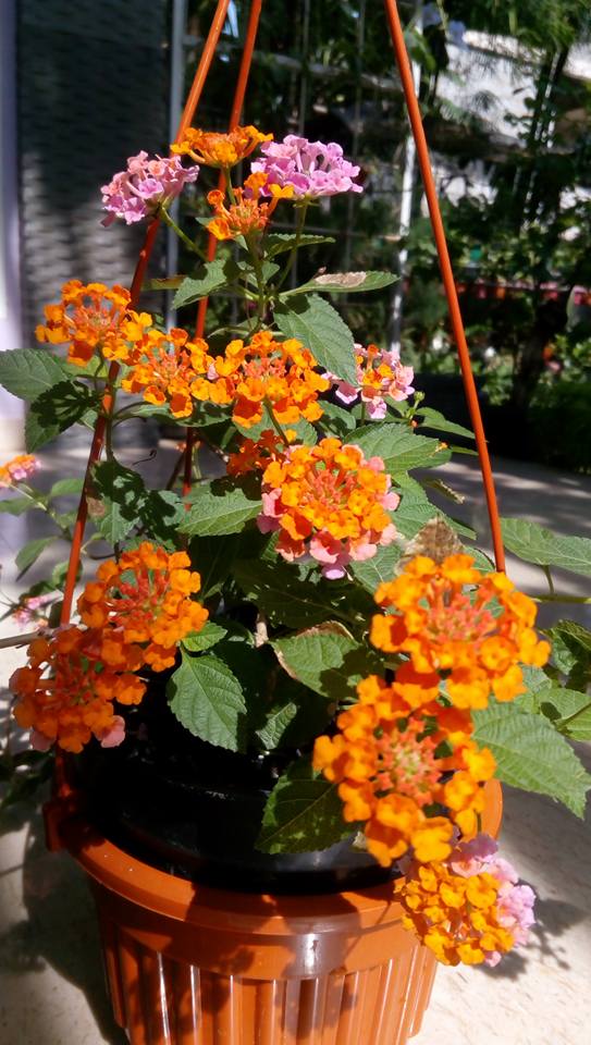 Rumah Bunga Neisha: 10 Jenis Tanaman Gantung Berbunga Mulai Petunia ...