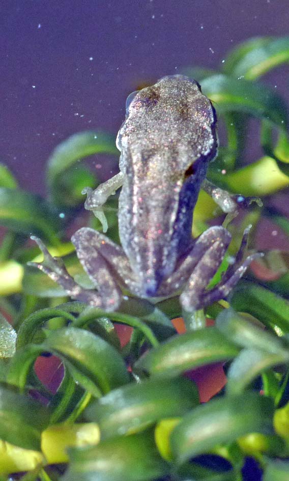 CABINET OF CURIOSITIES: Froglets