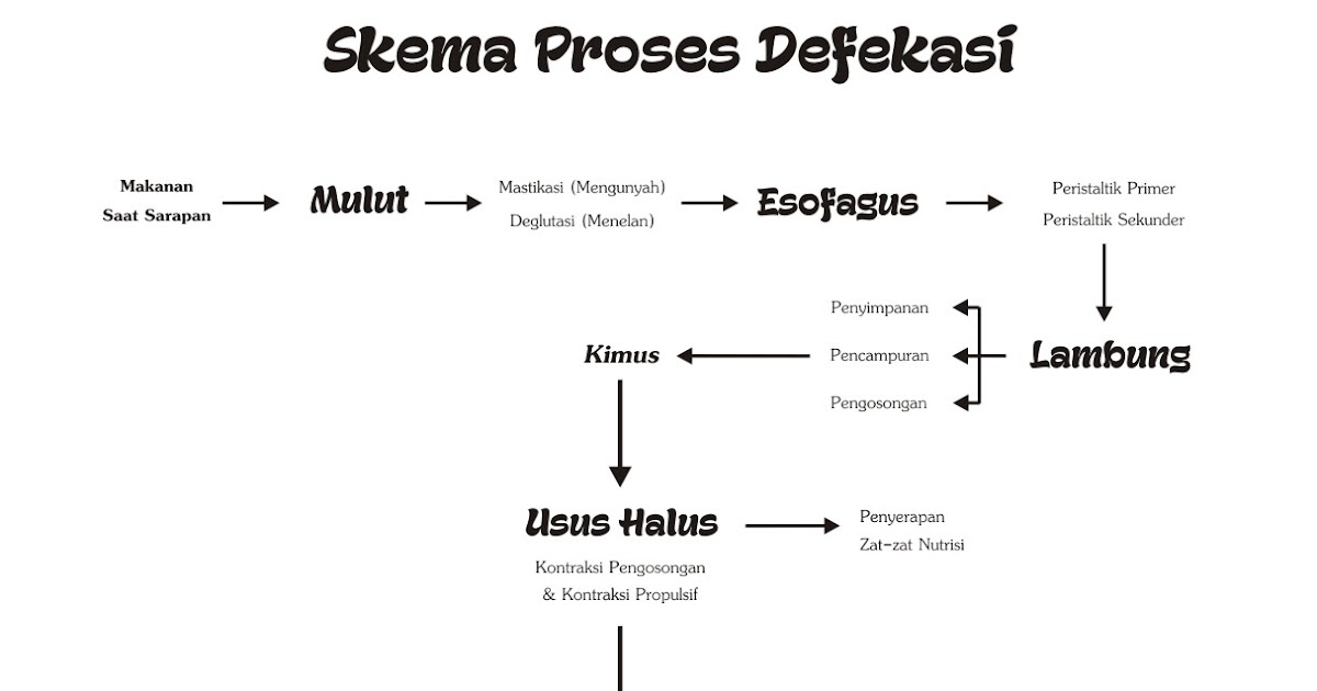 Damzadly: Pathways Proses Defekasi