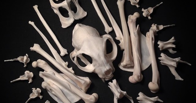 Bonelust: Get Help on Facebook: Bone Collecting & Processing Groups