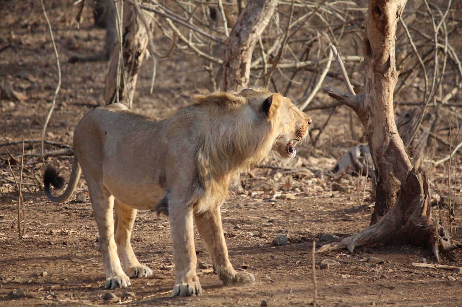 Trip to Gir National Park, Gujarat : Majestic Asiatic Lions - Enigmatic ...