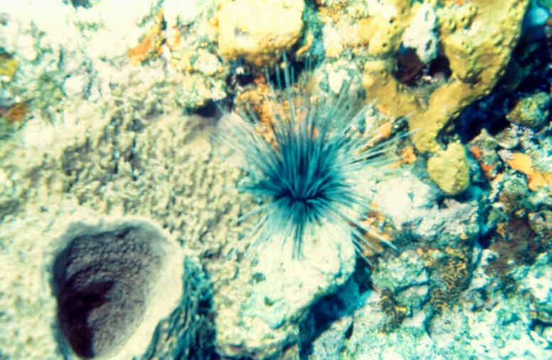 Childress Lab Field Research Blog