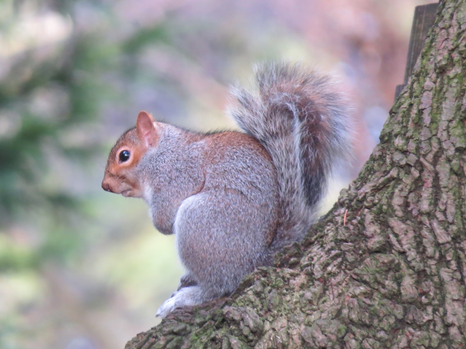 The Autistic Naturalist: Jan 10th Waterloo Park