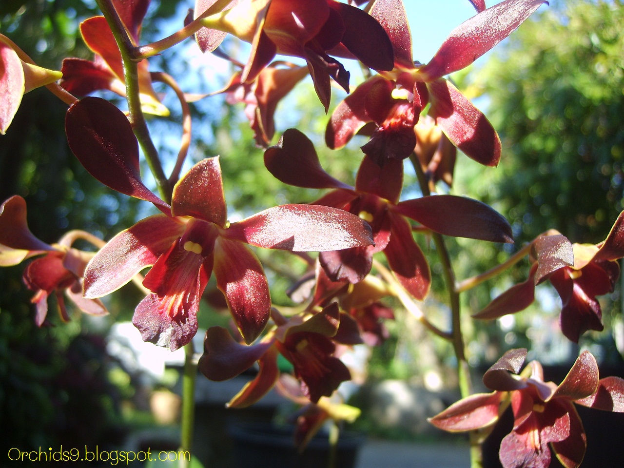 Orchids Flowers Pictures Bulbophyllum Vanda Cattleya Cymbidium ...