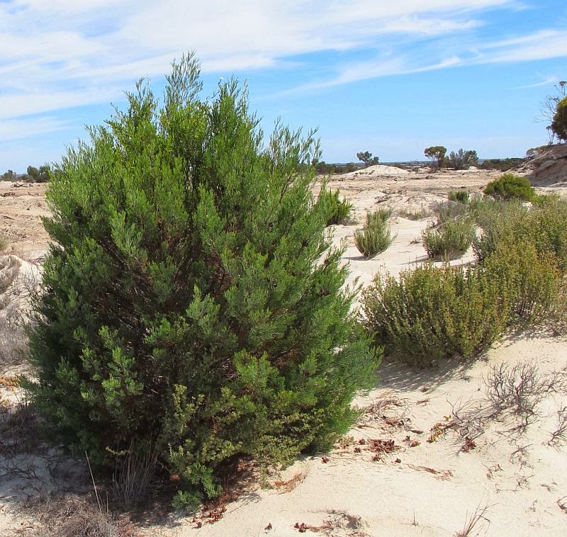 Esperance Wildflowers: Callitris columellaris - White Cypress Pine