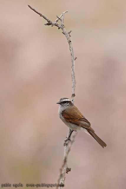 mis fotos de aves: Ochthoeca leucophrys Pitajo Gris White-browed Chat ...