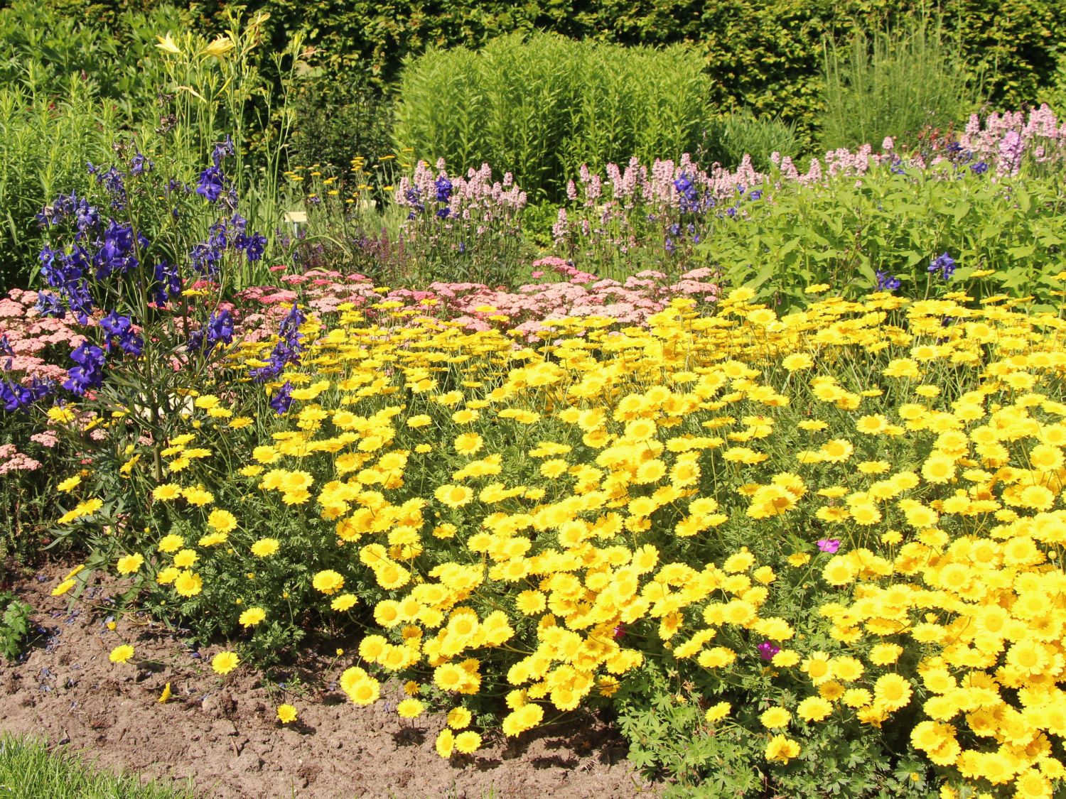 Seminte si plante de gradina hobby: Musetel galben-Anthemis tinctoria