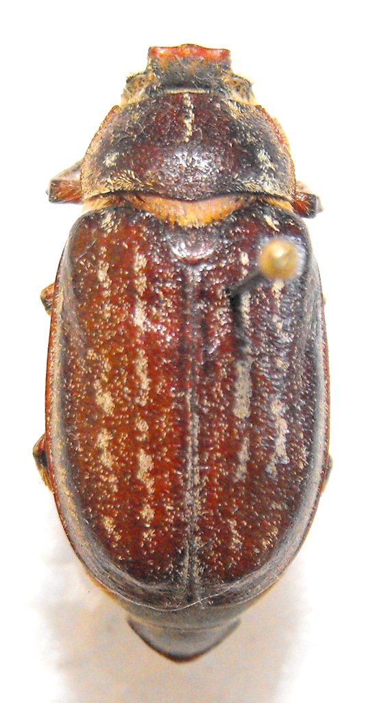 Crooked Beak Workshop: Remarks on the purported distribution of ...