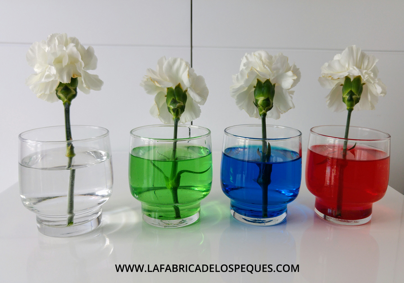 Experimento con plantas, agua y colorante alimentario