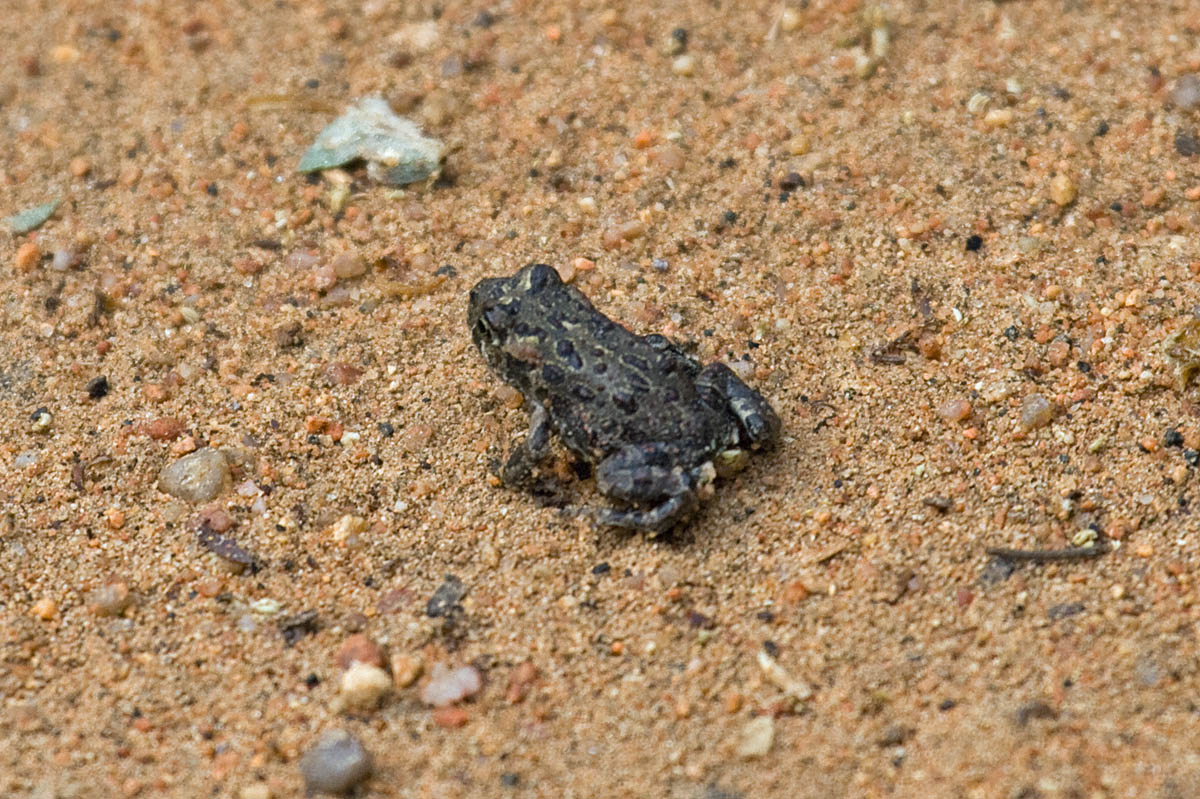 Toadlets! - Greg in San Diego