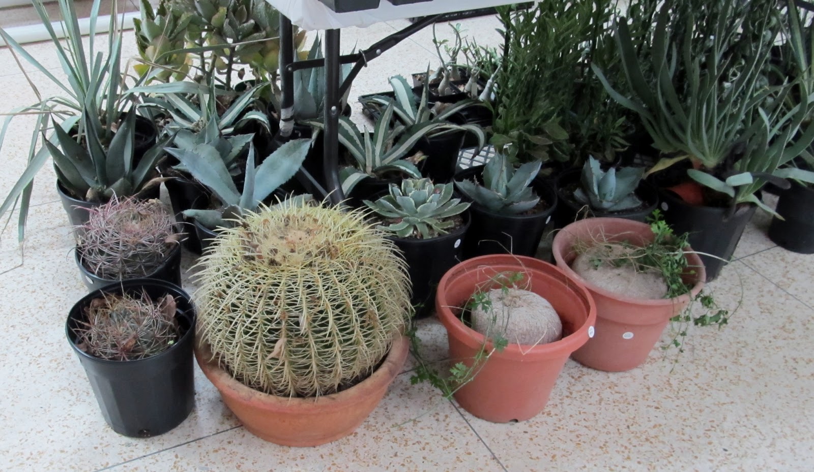 Rock-Oak-Deer: San Antonio Cactus & Xerophyte Society State Show & Sale