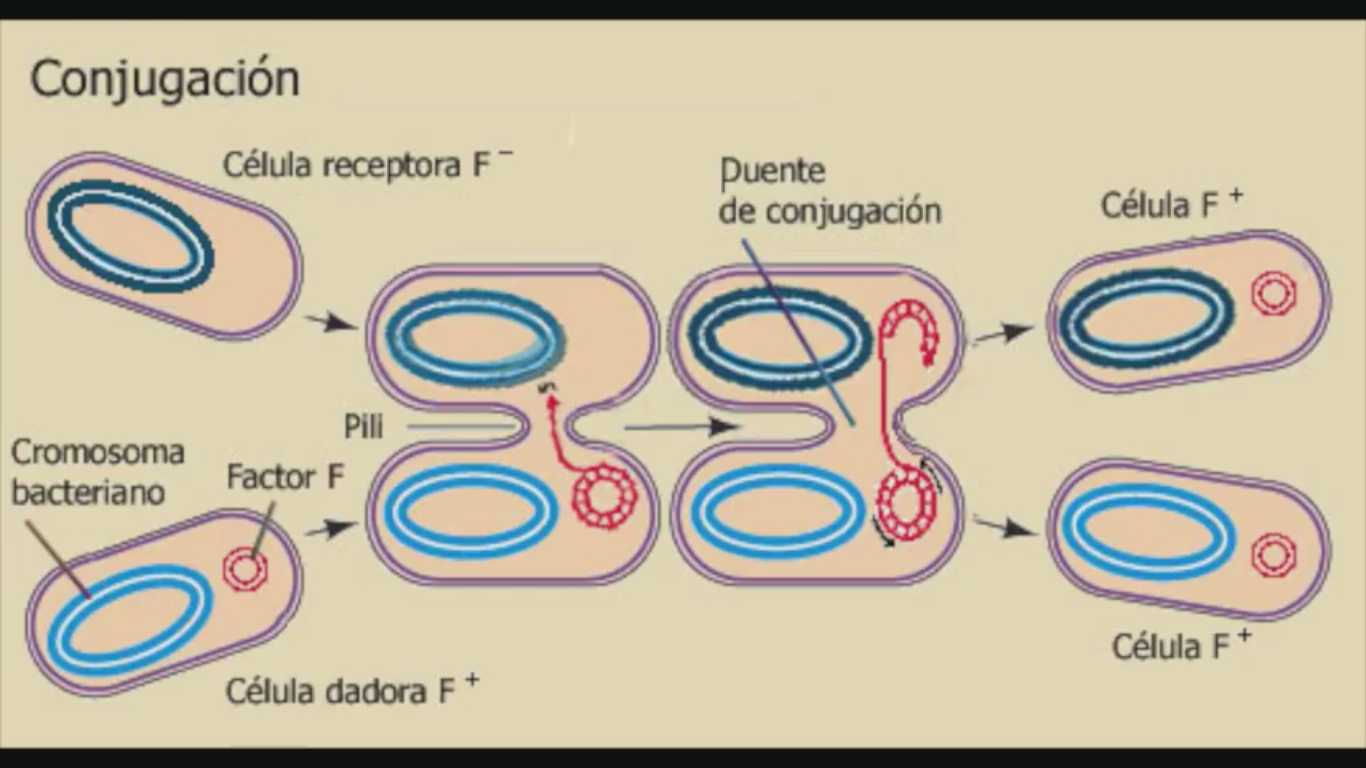 ICTUS: ADN Recombinante en la Naturaleza