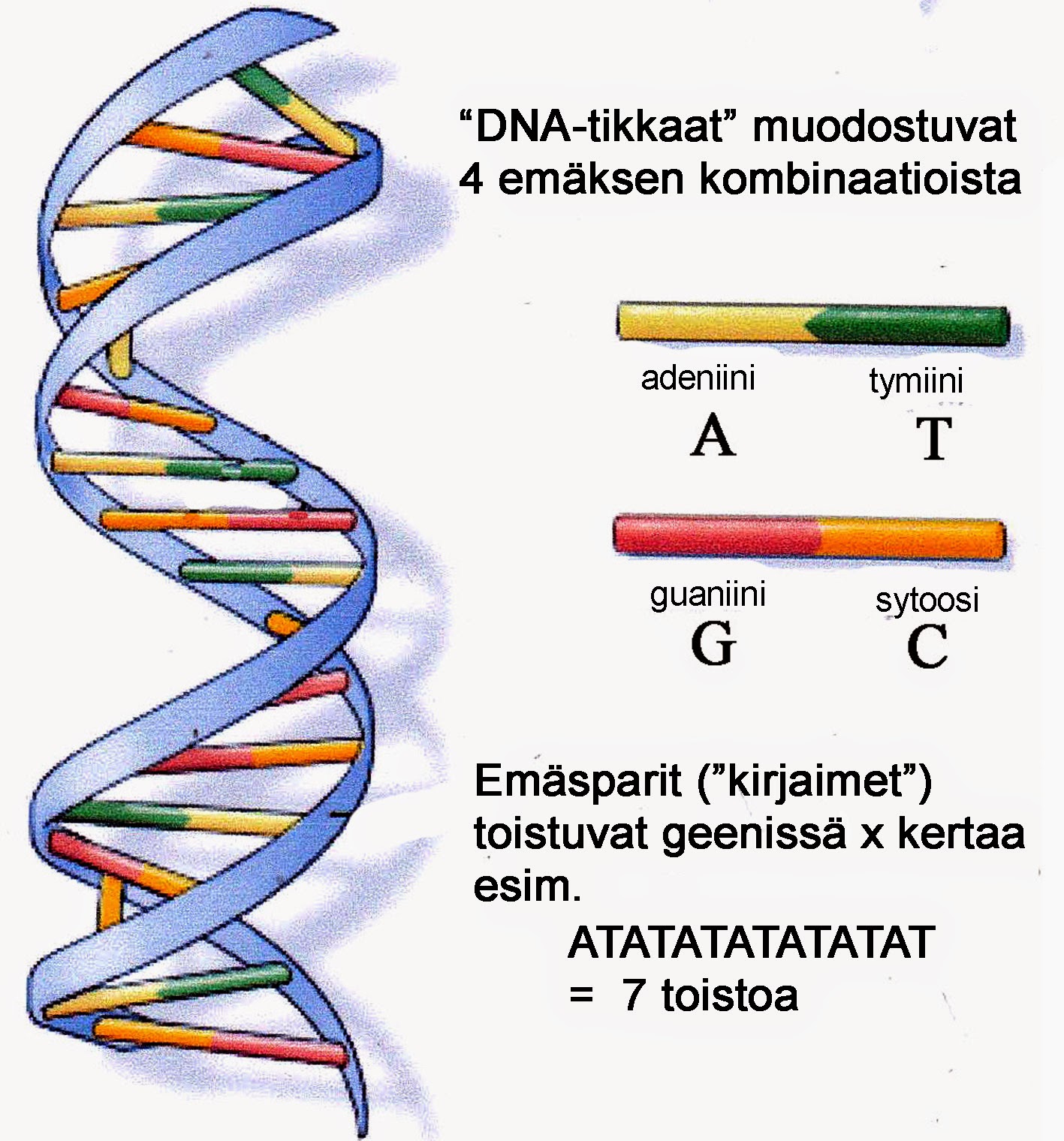 Biologia 2: 4. Geenit ohjaavat proteiinin rakentumista