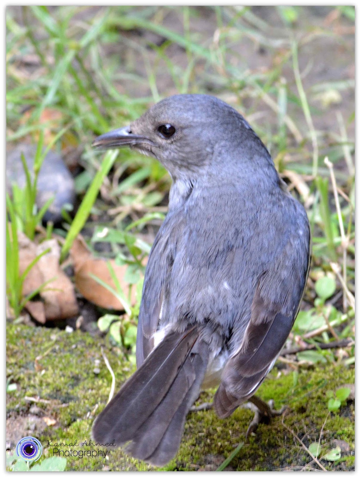 Bird | Birds of Bangladesh