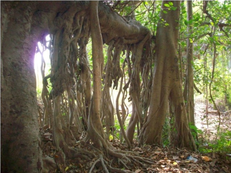 Sivaranthagam Sacred Grove (Pondicherry aka Puducherry) | My Travelogue ...