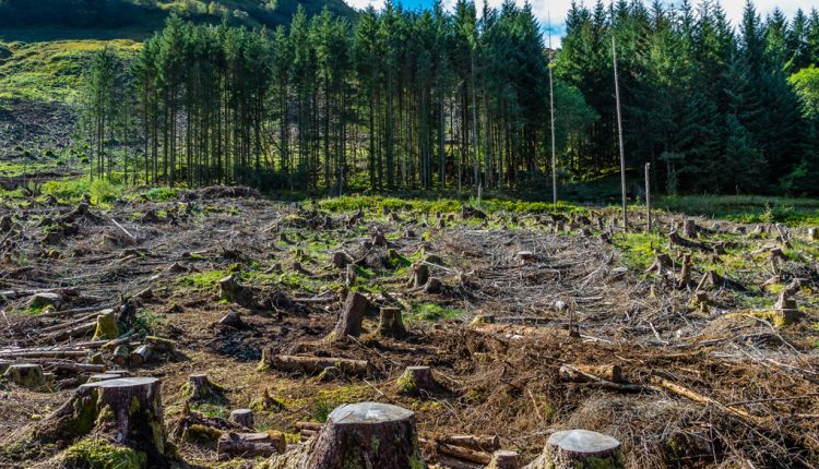 Blooggoto de Ecología: Deforestacion Causas y Consecuencias