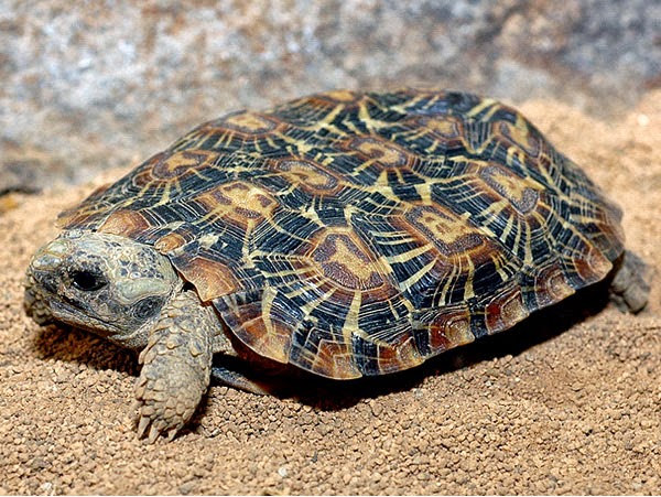 Rules of the Jungle: The Pancake Tortoise