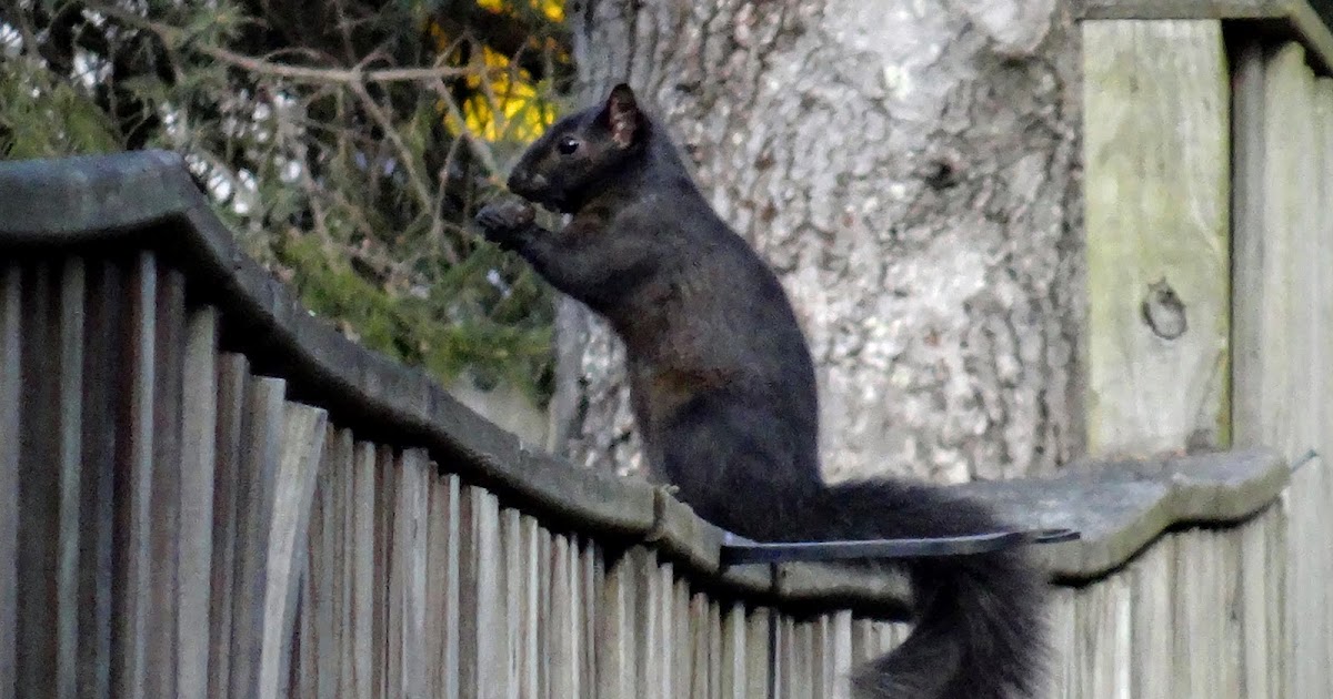 Love, Joy and Peas: Black Squirrel Photos & Haiku Poem