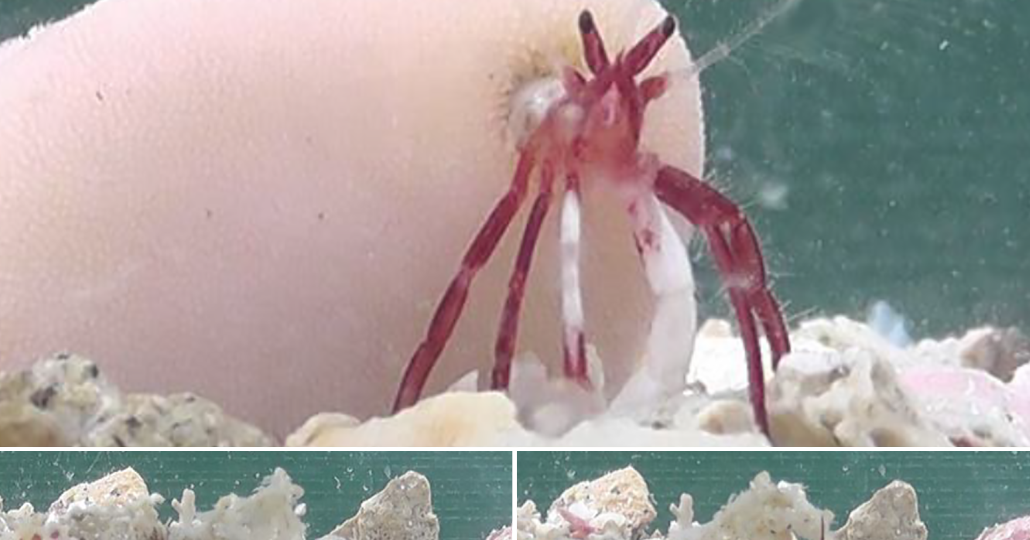 Species New to Science: [Crustacea • 2017] Diogenes heteropsammicola ...