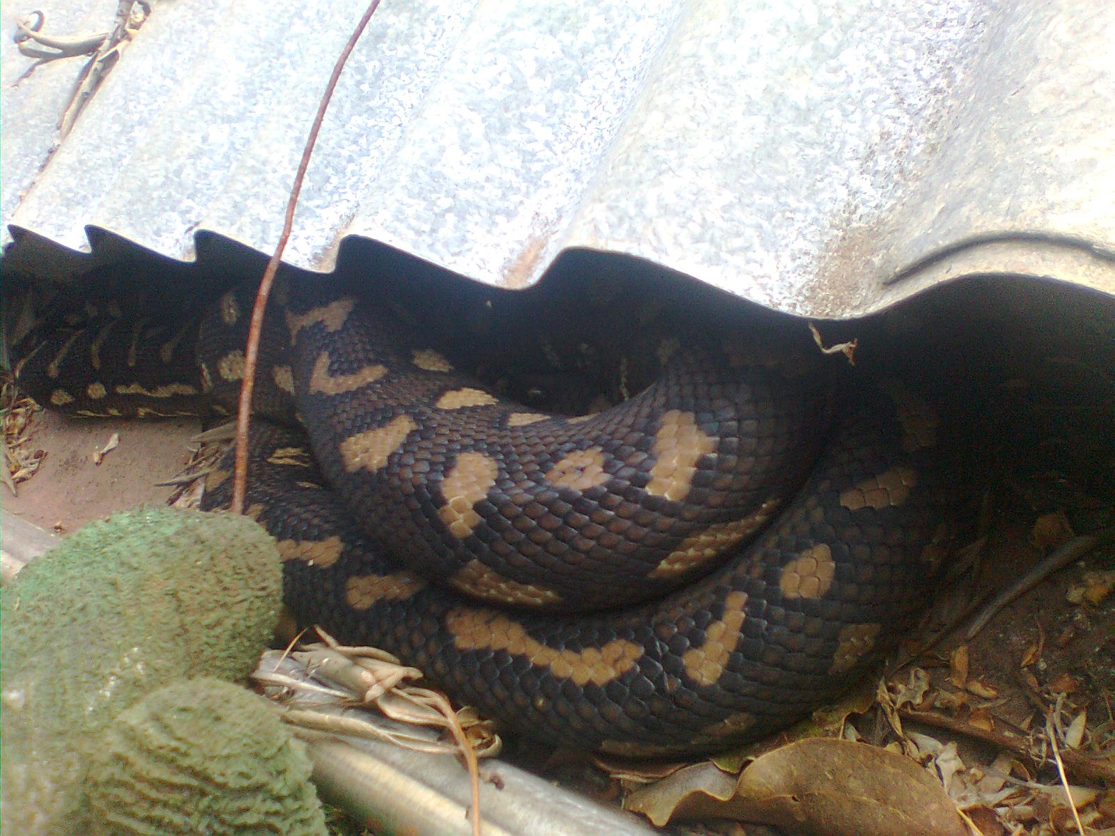Cyclone Charlie's Personal blog: Demi goeth and the snakes cometh.
