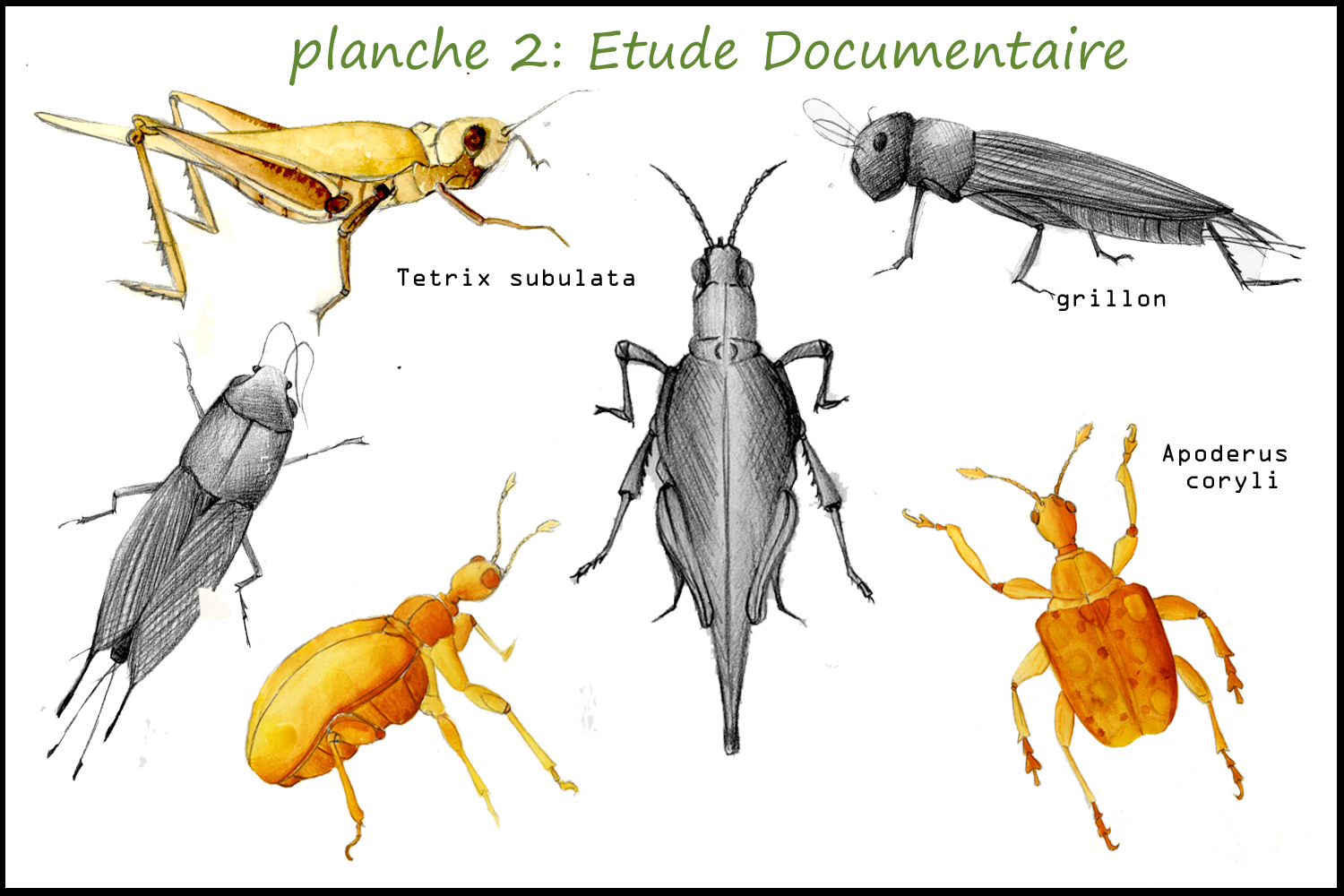 caroline crepin: Les insectes