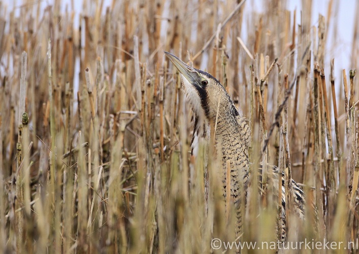 De Roerdomp van de Oelemars in Losser