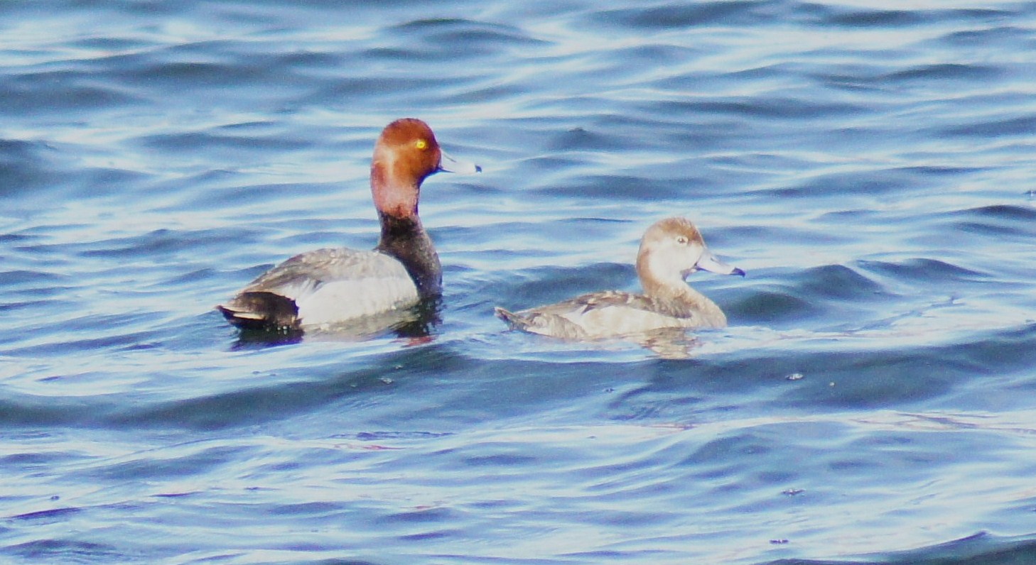 Tommy D's Birding Expeditions: Prescott Birding-Once Again!